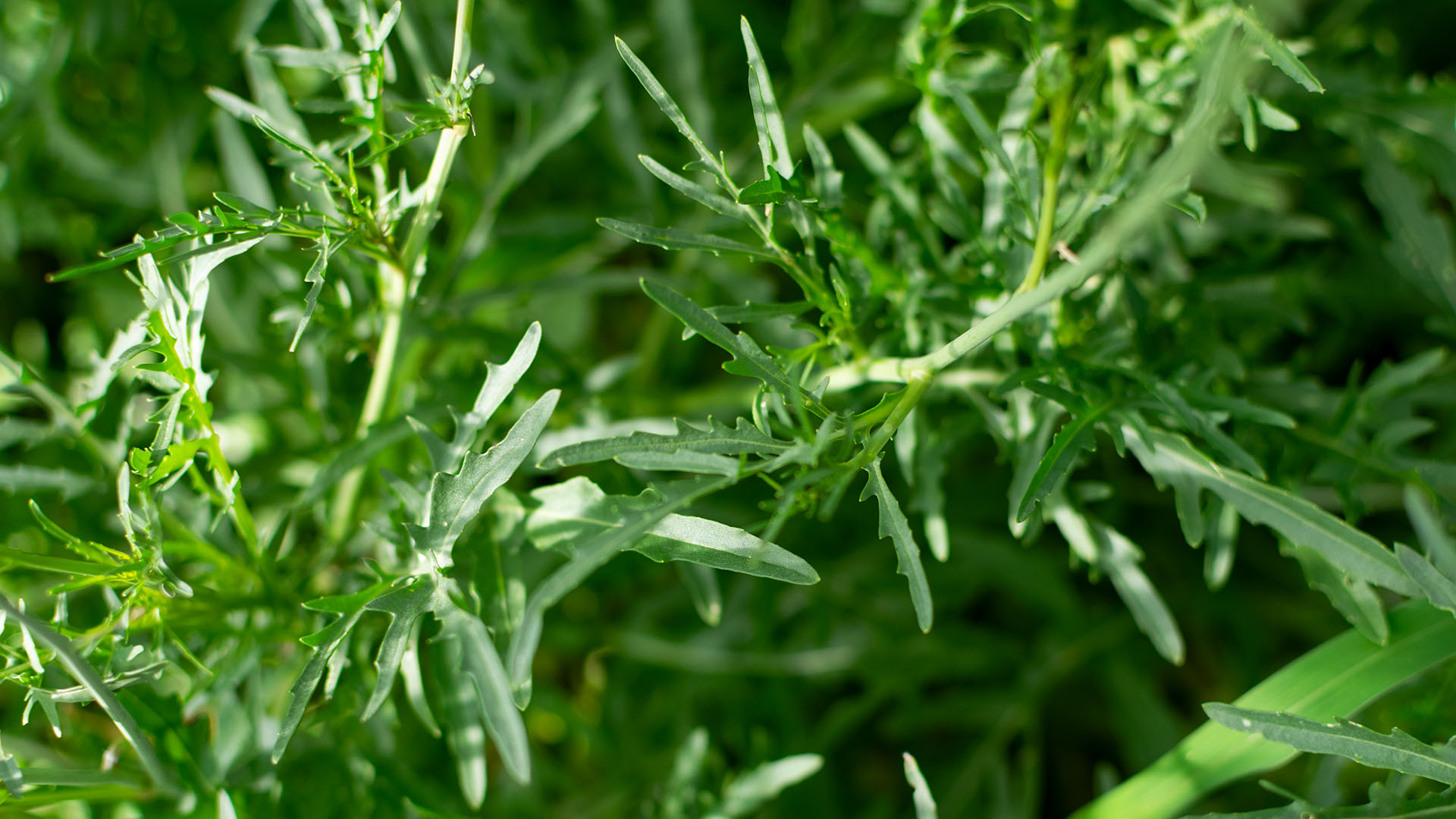 Rucola selbst anbauen und ernten – Urwald in Dosen