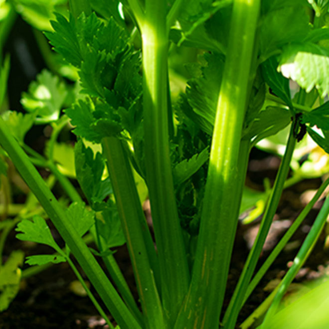 Stangensellerie fürs Hochbeet – der von der selbstbleichenden Sorte ...